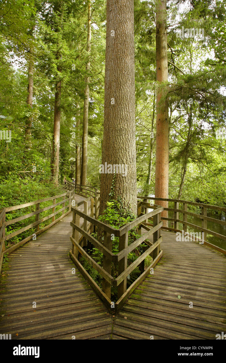 Boardwalk in woodland near Betws-y-Coed, Conwy, North Wales Stock Photo ...