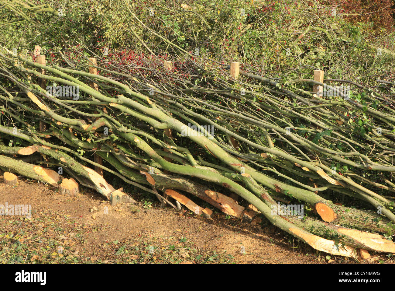 Traditional Derbyshire Style Hedging at the 34th National Hedge laying ...