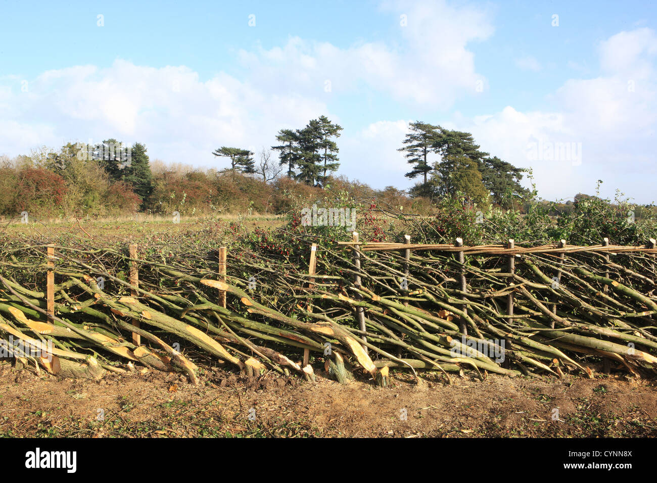 Midland (Right ) Derbyshire Styles Hedging at the 34th National Hedge ...