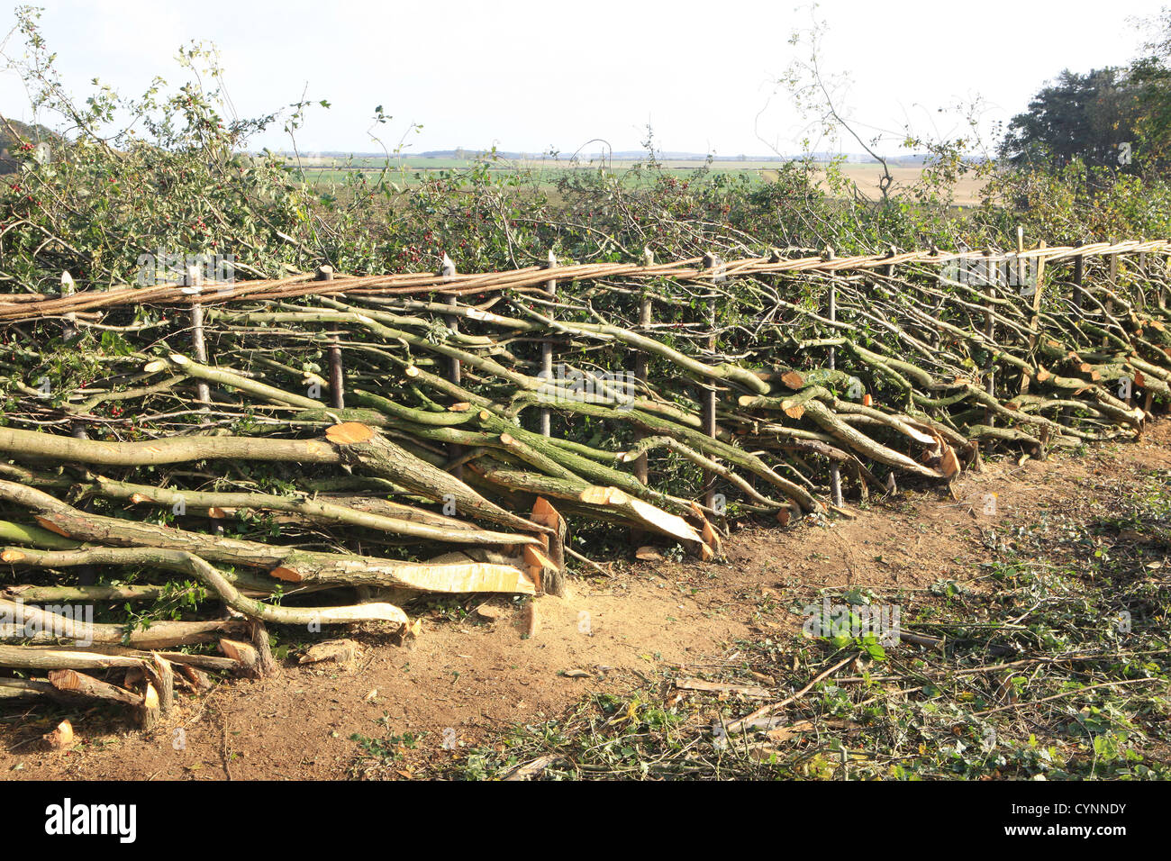 Traditional Midland Style Hedging at the 34th National Hedge laying ...