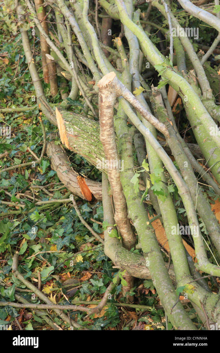 Traditional Devon Style Hedging at the 34th National Hedge laying ...