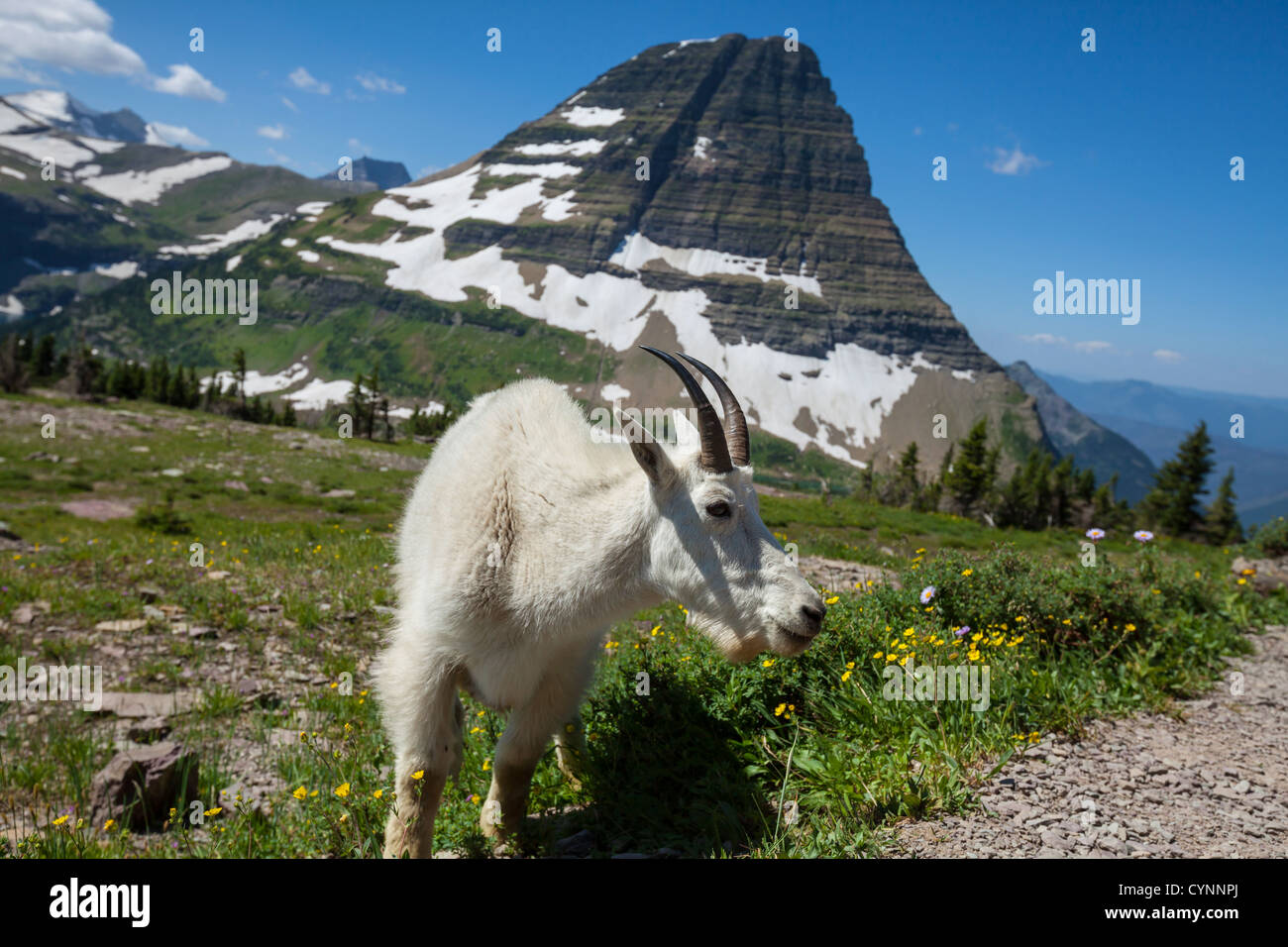 Mountain goat in Glacier National Park, Montana Stock Photo - Alamy