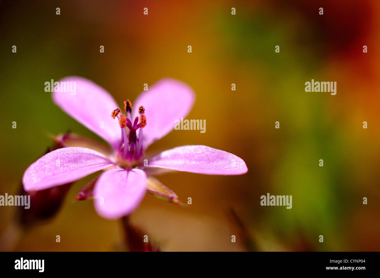 Common Stork's-bill (Erodium cicutarium) flower Stock Photo - Alamy