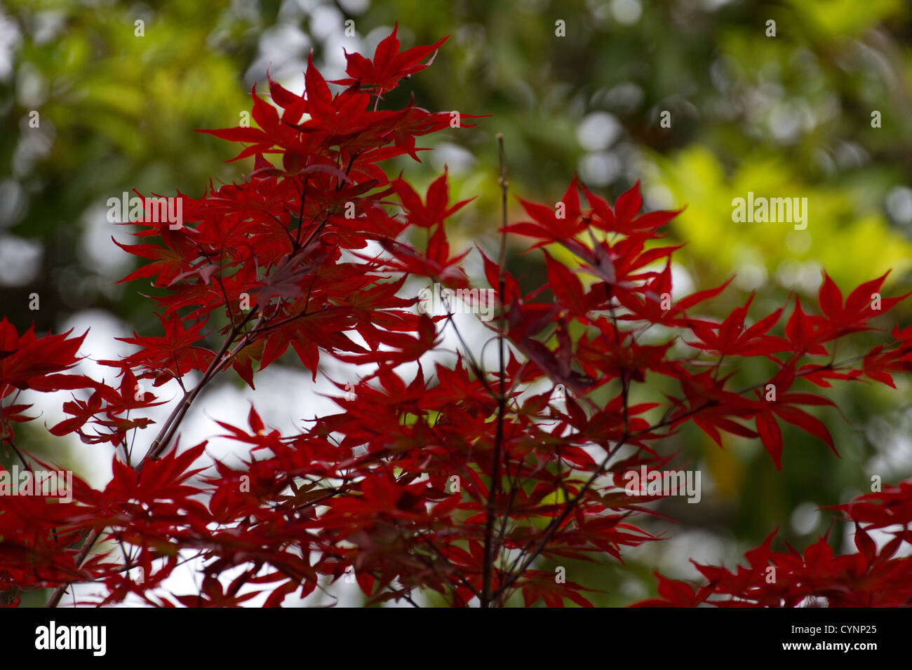 Autumn leaves - Japanese maple Stock Photo - Alamy