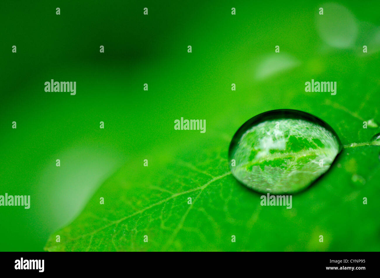 Water droplet surface tension hi-res stock photography and images - Alamy