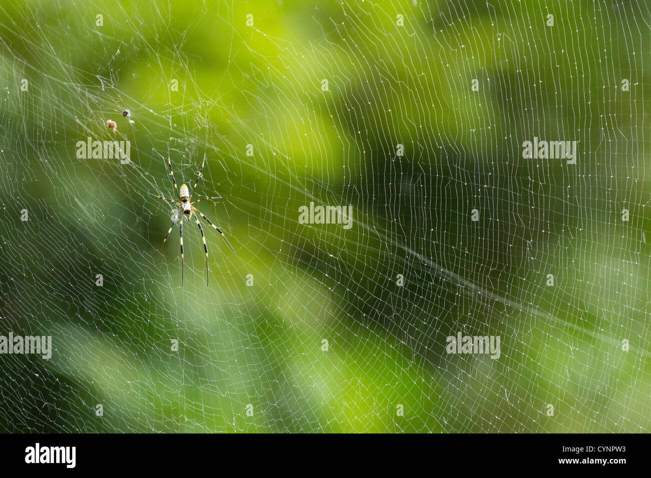 Spider in its web Stock Photo - Alamy
