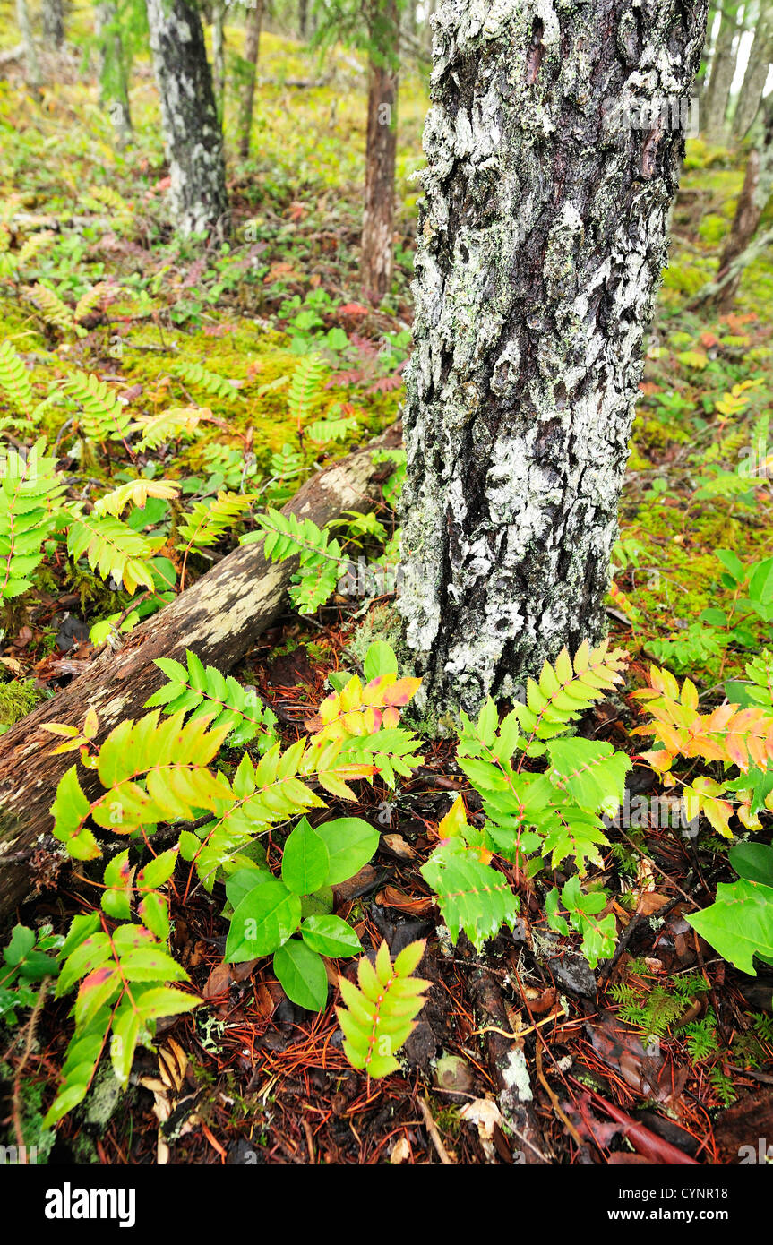 Montane temperate forest hi-res stock photography and images - Alamy
