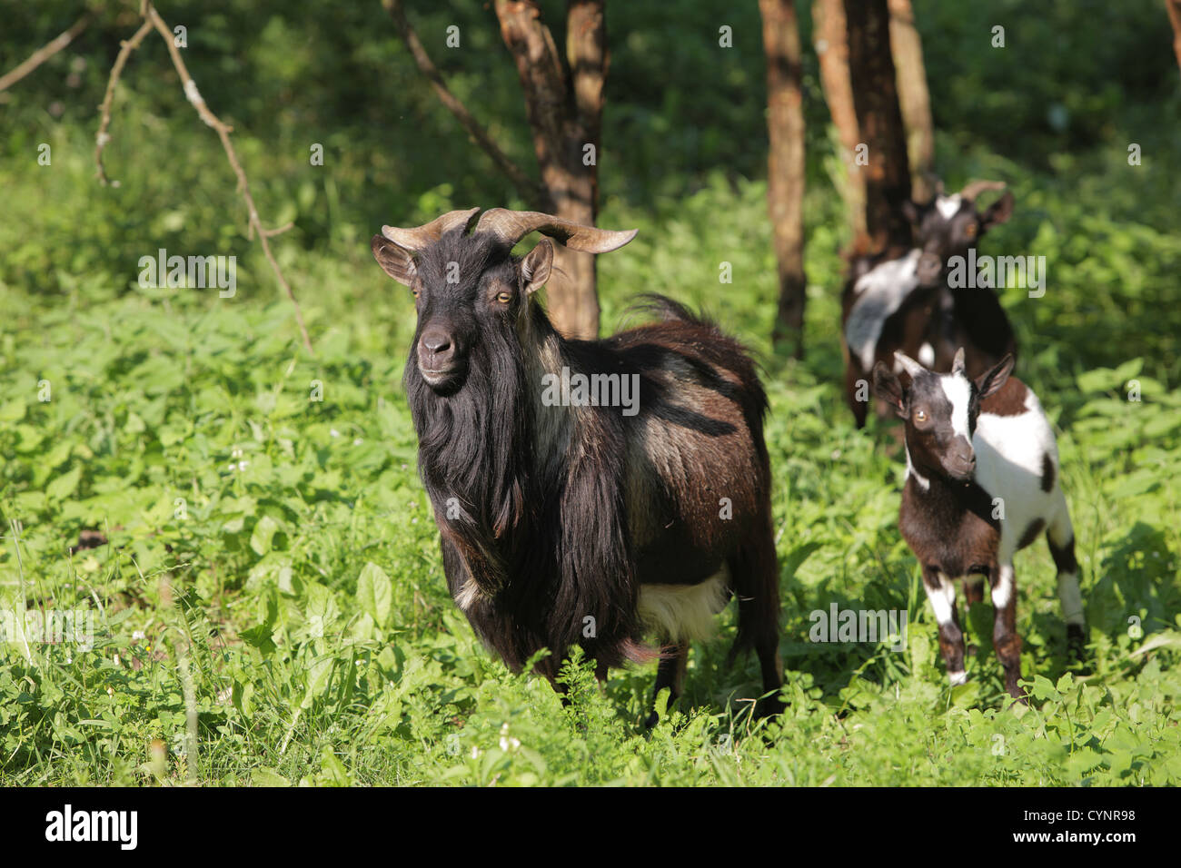 Goat family hi-res stock photography and images - Alamy