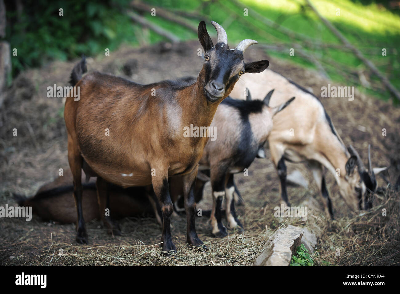 curious goat facing the camera Stock Photo - Alamy