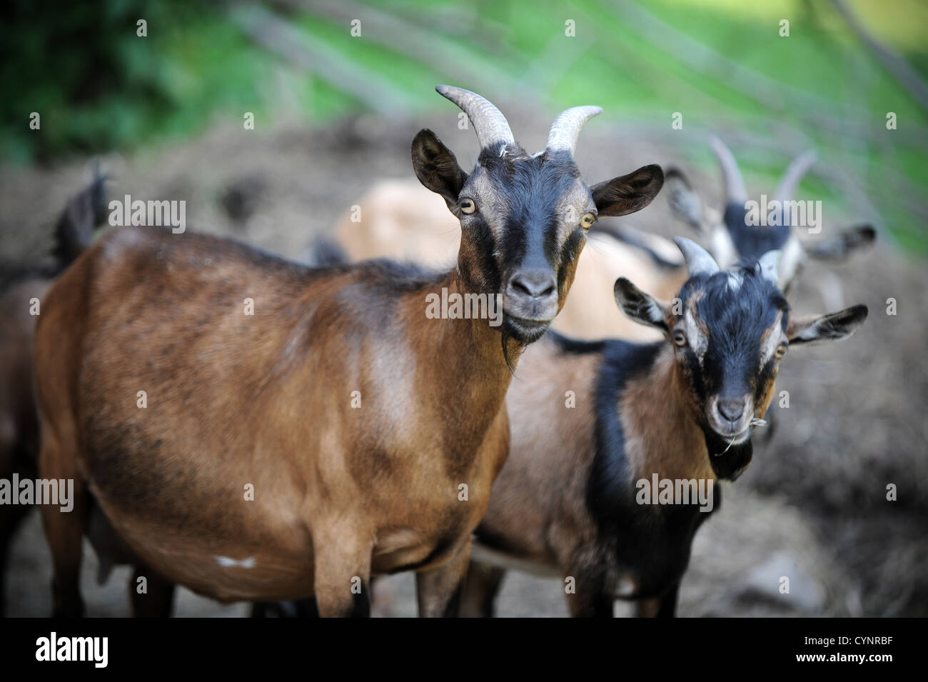 curious goats facing the camera Stock Photo - Alamy