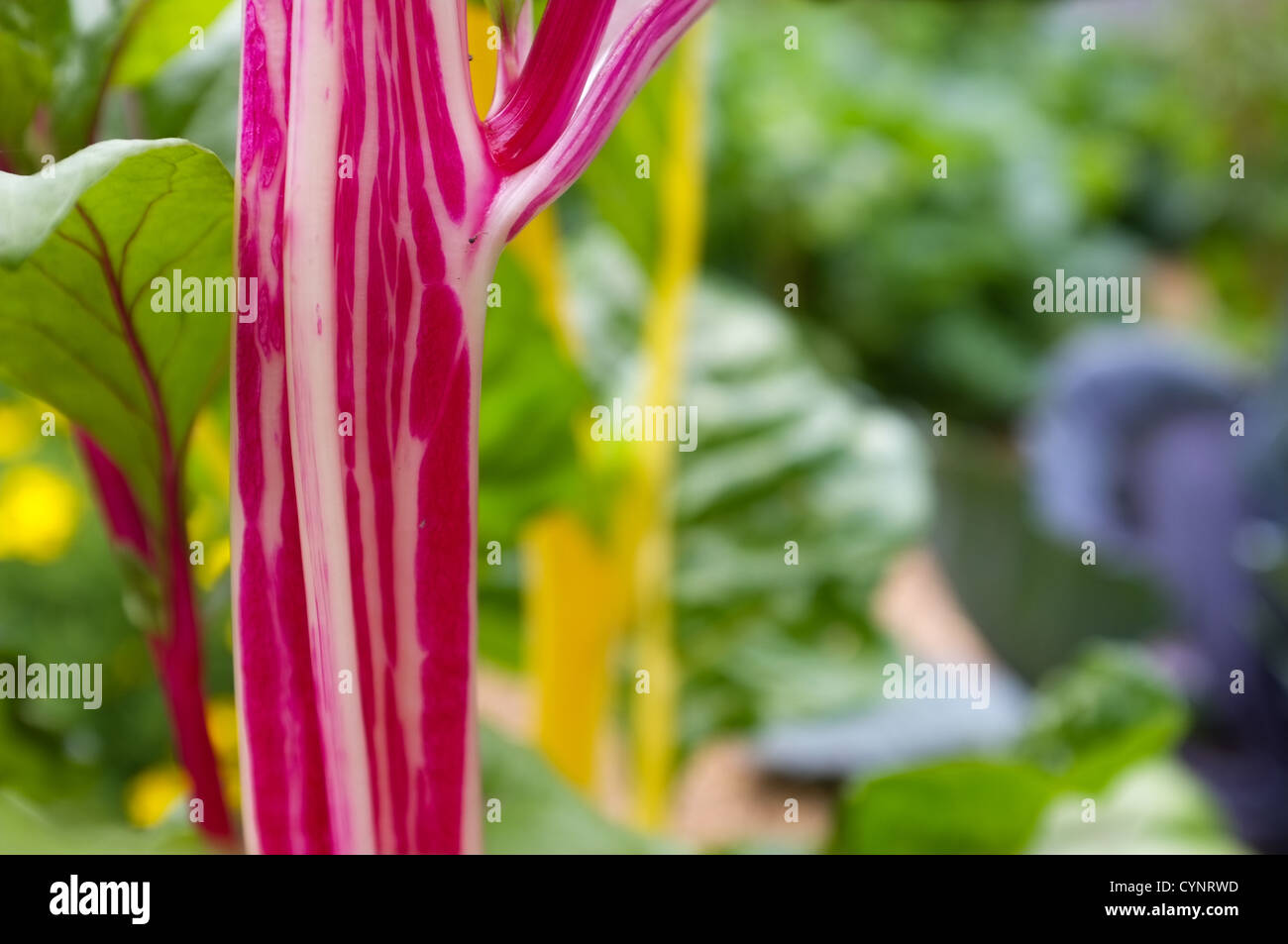 Close up of purple / yellow Swiss chard Commonly known as silverbeet ...