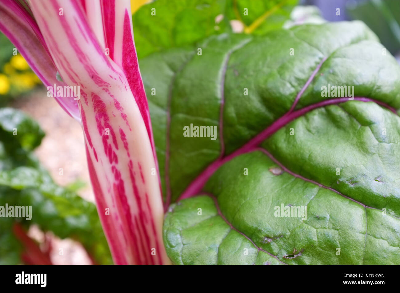 Close up of purple / yellow Swiss chard Commonly known as silverbeet ...