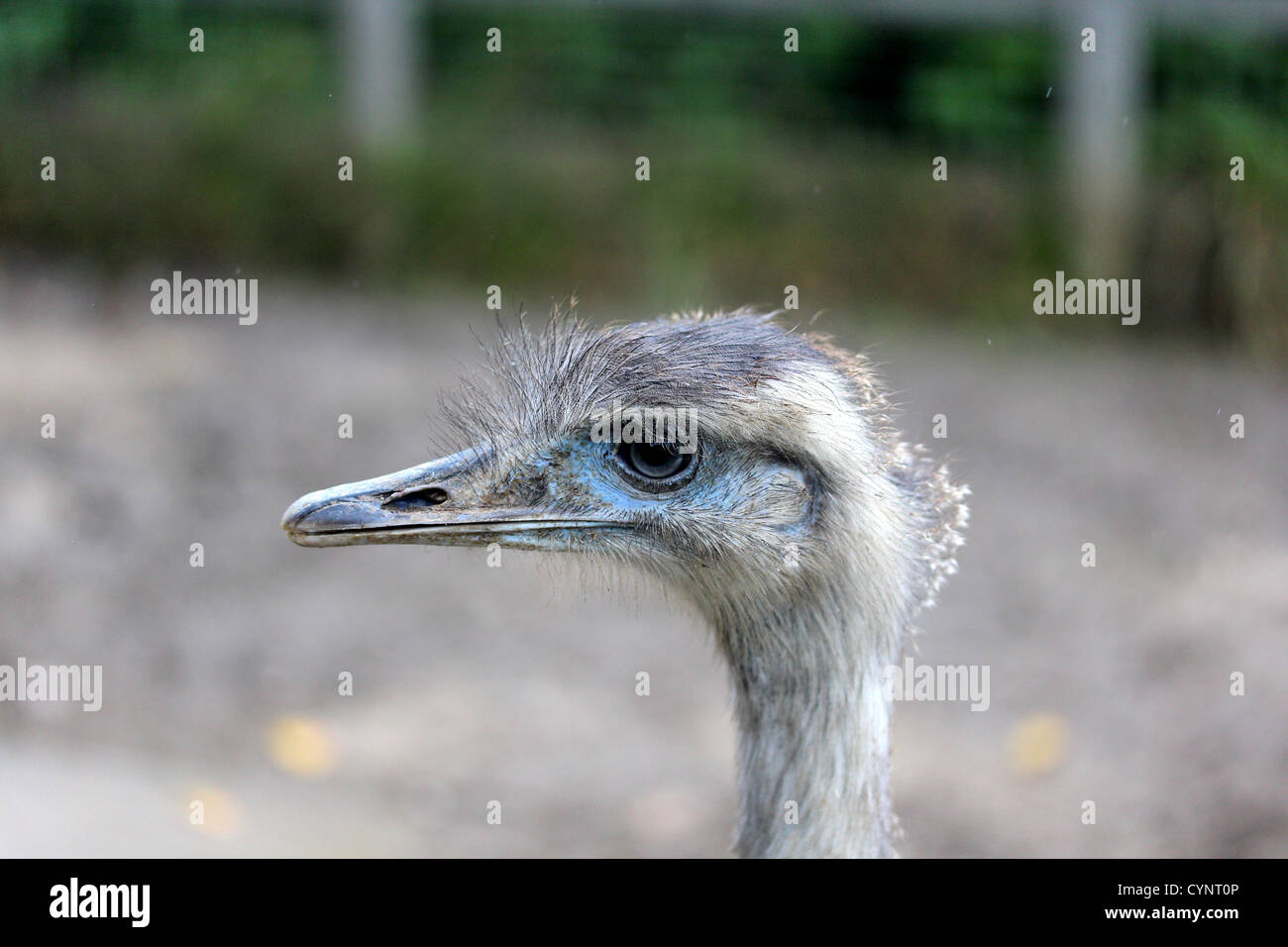 Emu head hi-res stock photography and images - Alamy