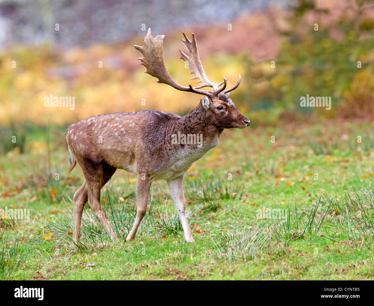Fallow deer stag walking Stock Photo - Alamy