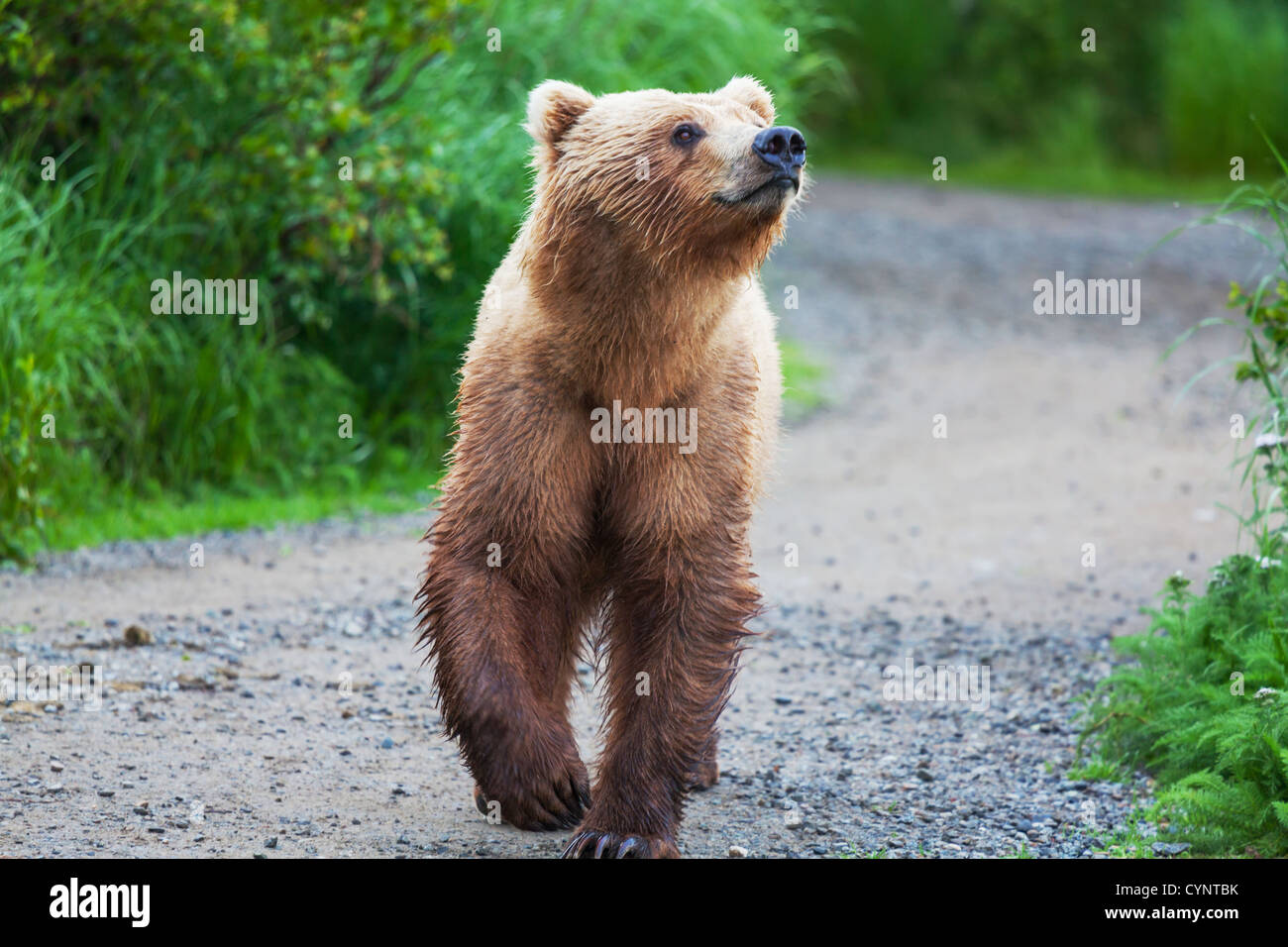 Grizzly bear on Alaska Stock Photo - Alamy