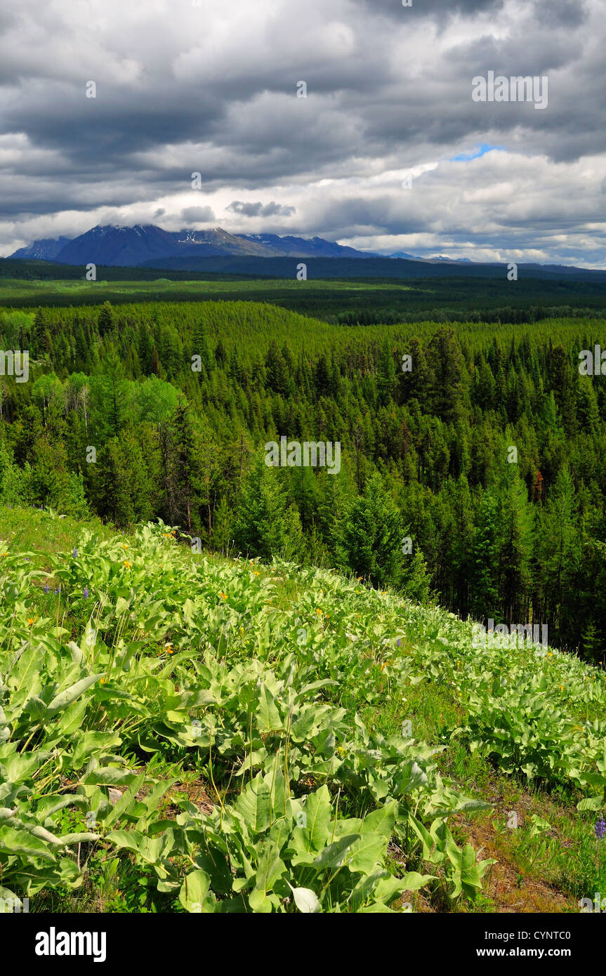 Flathead river hi-res stock photography and images - Alamy