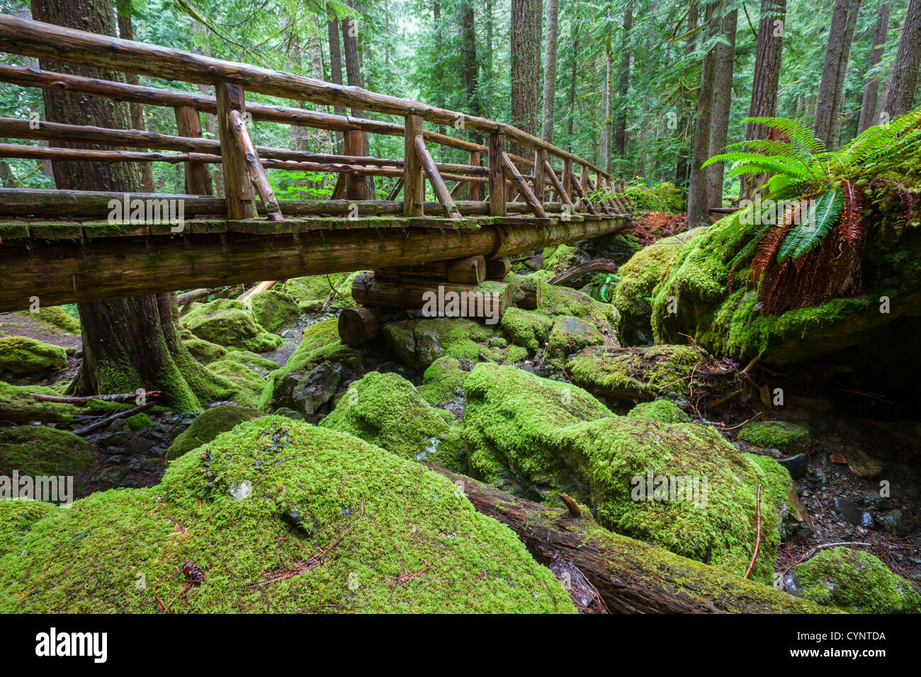 boardwalk in forest Stock Photo - Alamy