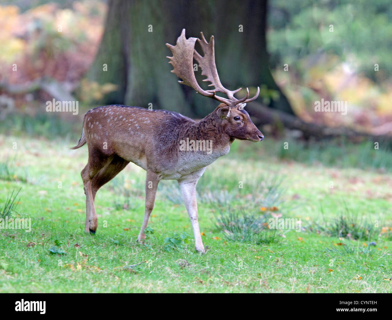 Fallow deer stag walking Stock Photo - Alamy