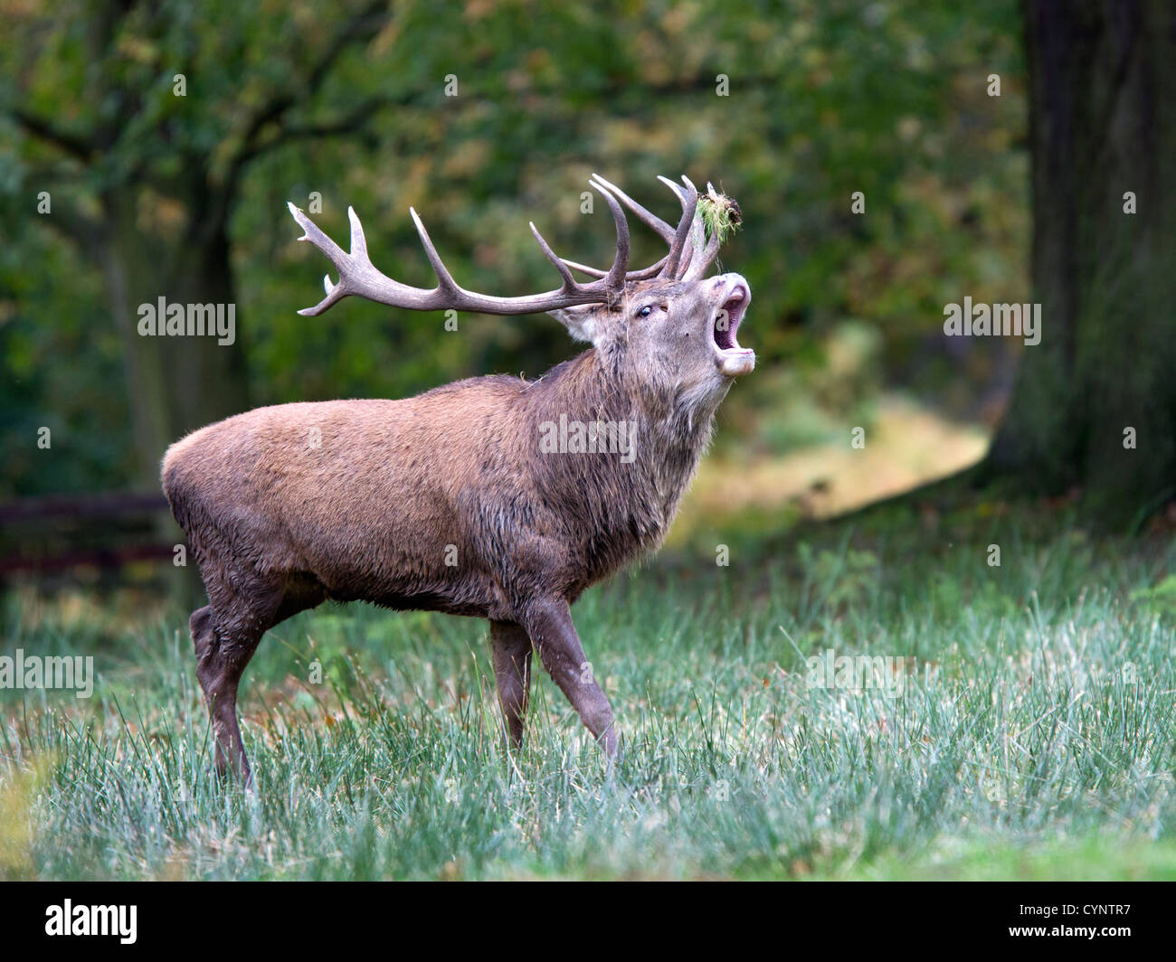 Red deer stag bugling hi-res stock photography and images - Alamy