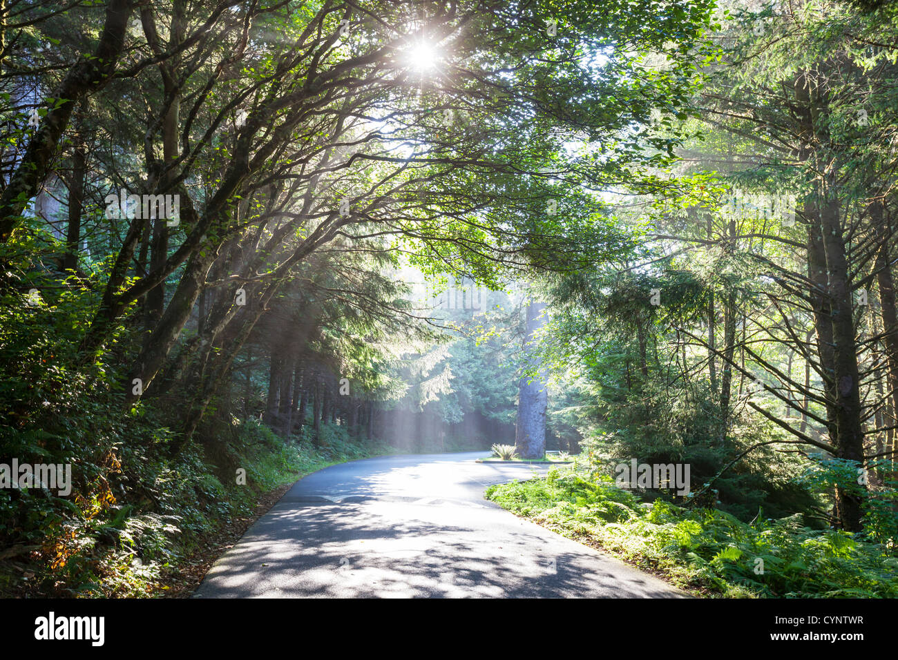 Sunny beams in forest Stock Photo - Alamy