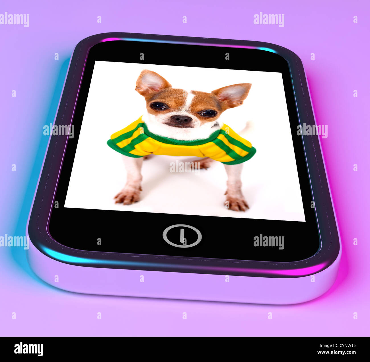 Cute Chihuahua Dog On Mobile Smartphone Stock Photo - Alamy