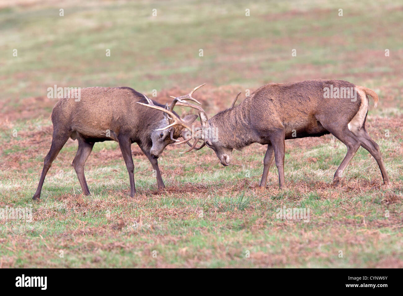 Juvenile red deer stag fighting Stock Photo - Alamy