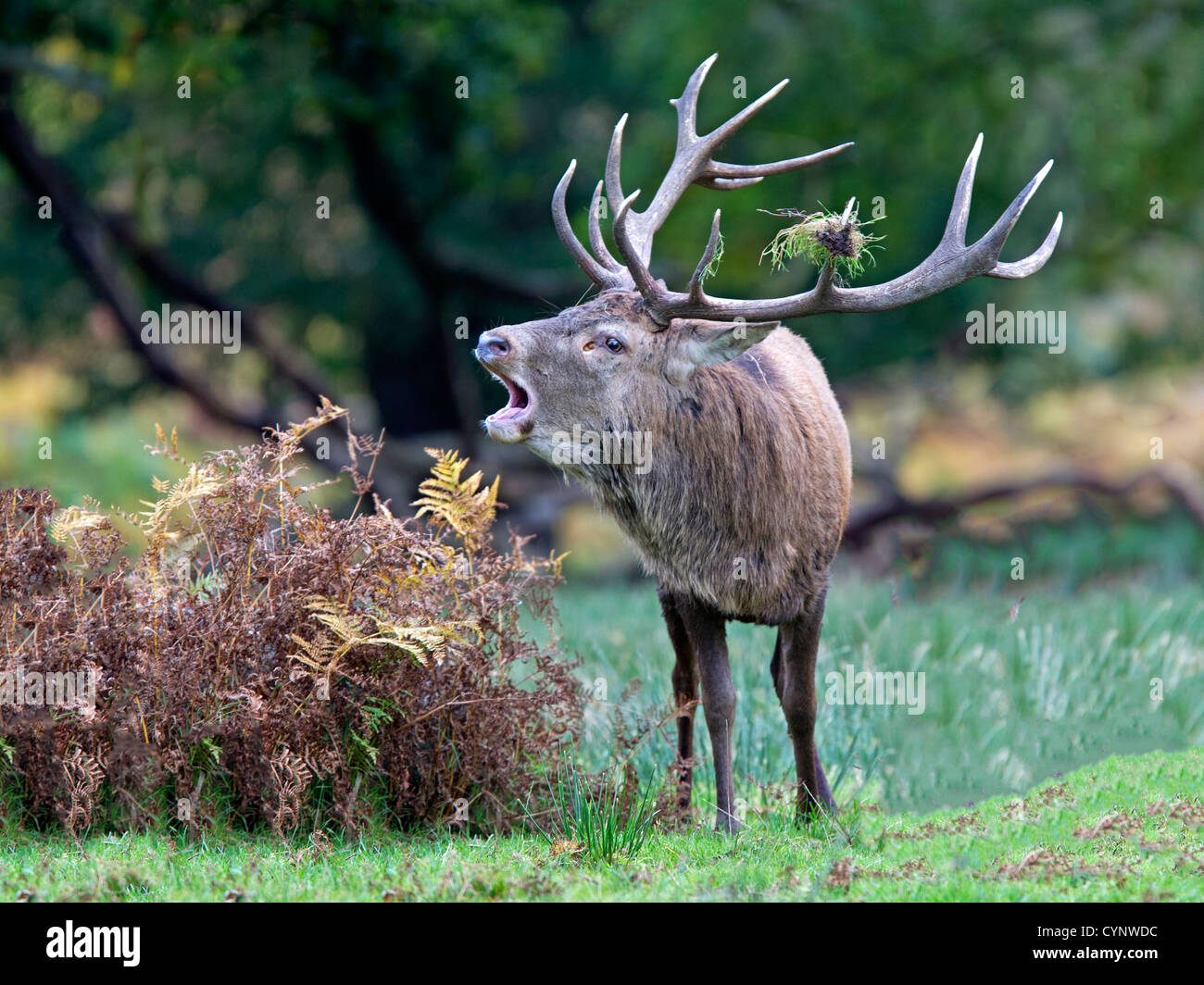 Red deer stag bugling hi-res stock photography and images - Alamy