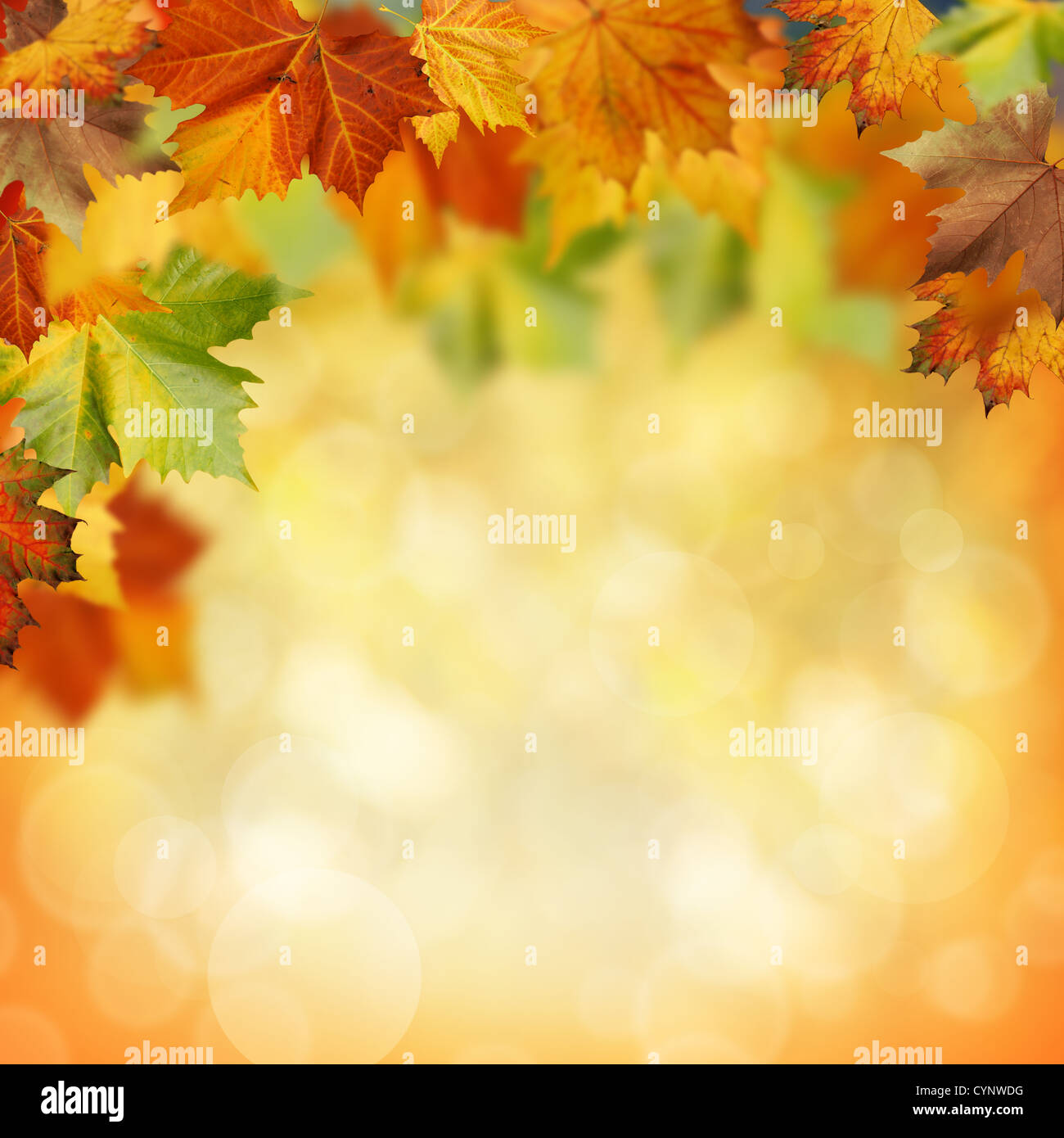 Natural beauty. Autumnal abstract backgrounds for your design Stock Photo - Alamy