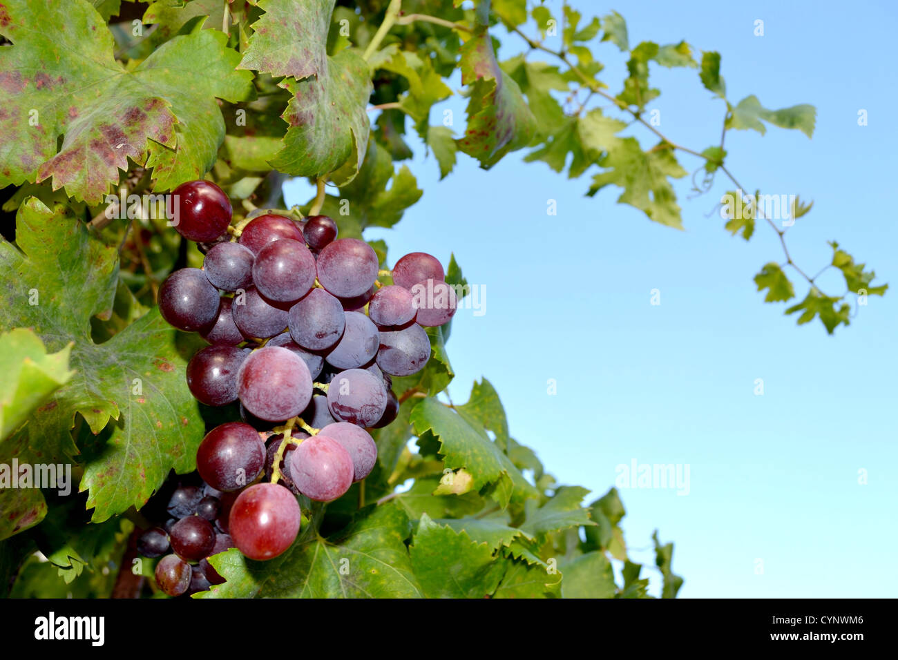 cluster of grape on the branch Stock Photo - Alamy