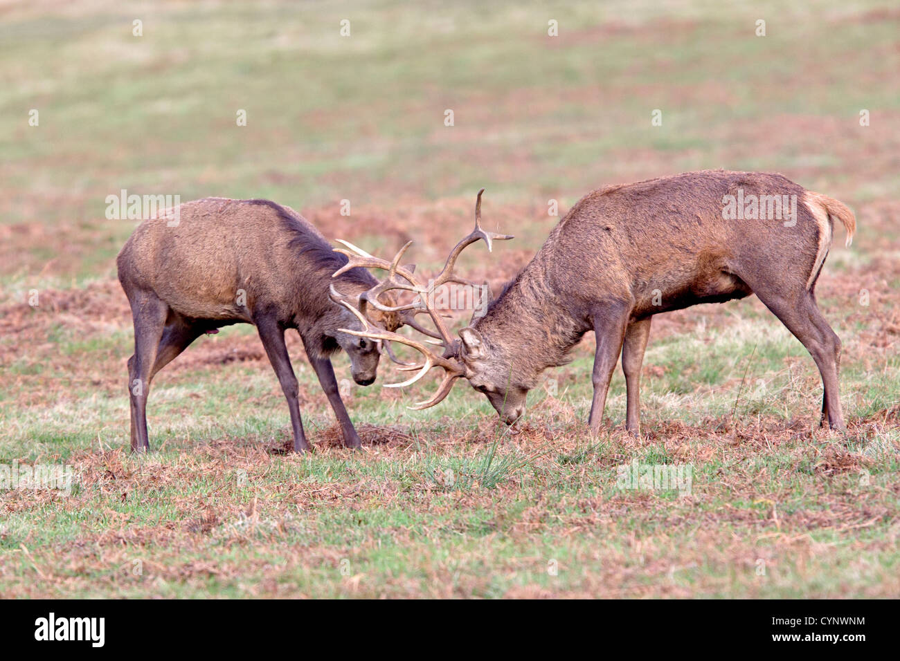 Juvenile red deer stag fighting Stock Photo - Alamy