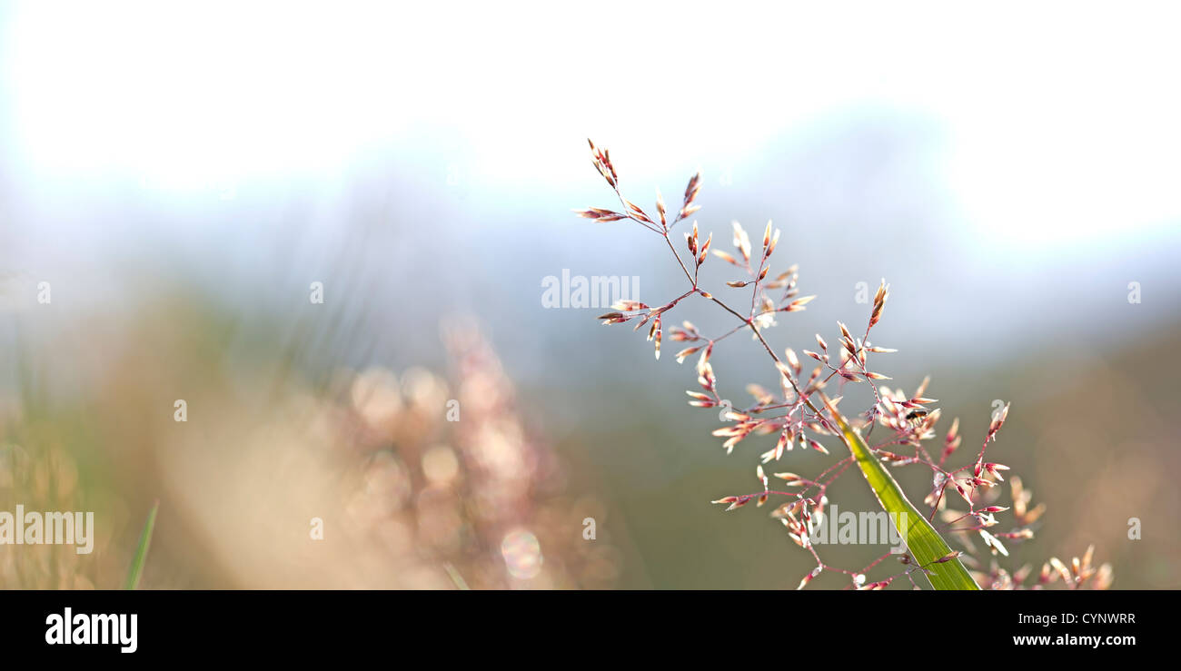 Single red straw in a garden of grass and flowers Stock Photo - Alamy