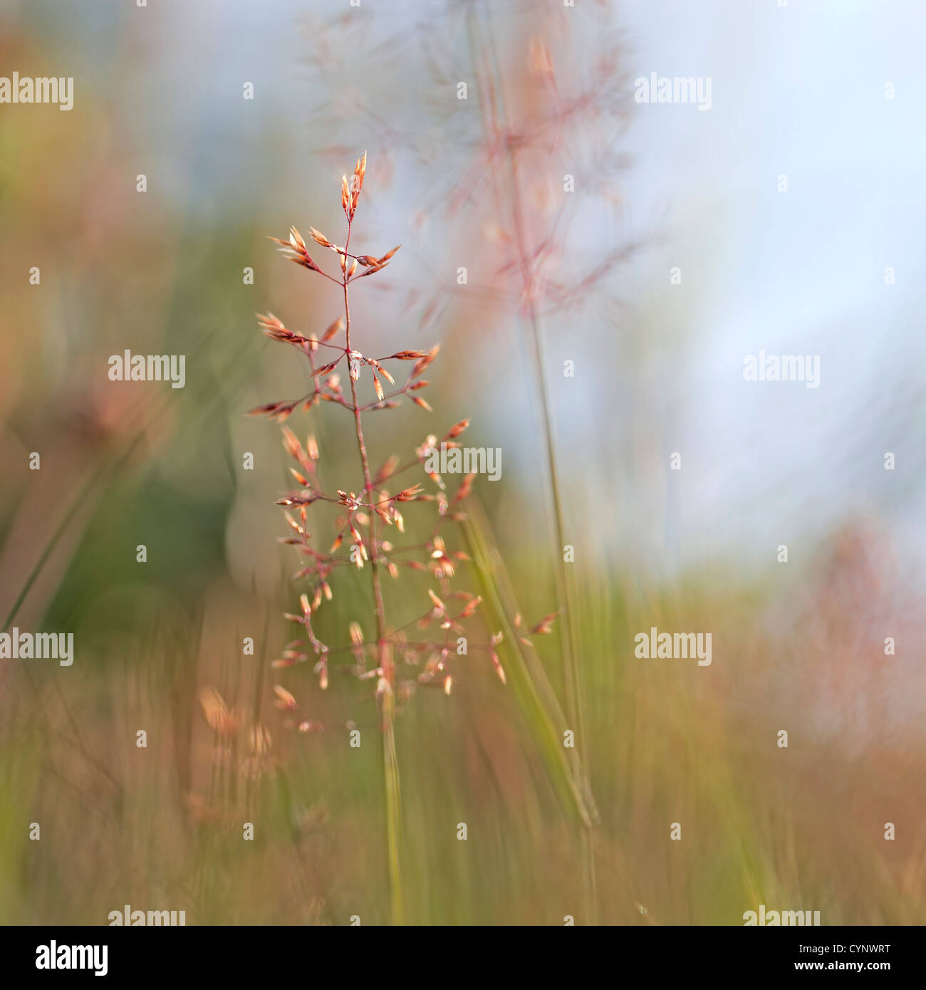 Single red straw in a garden of grass and flowers Stock Photo - Alamy
