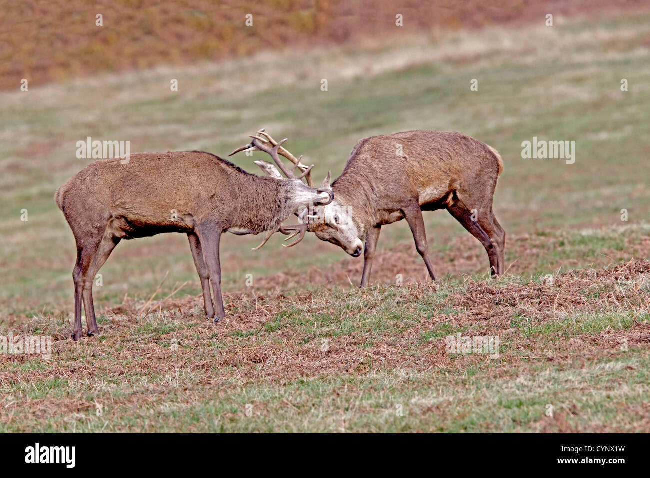 Juvenile red deer stag fighting Stock Photo - Alamy