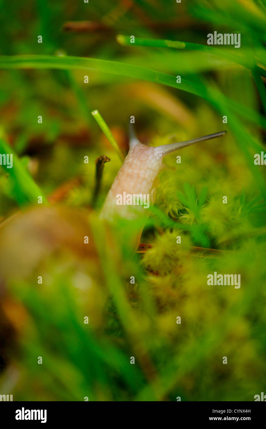 Native snail hi-res stock photography and images - Alamy