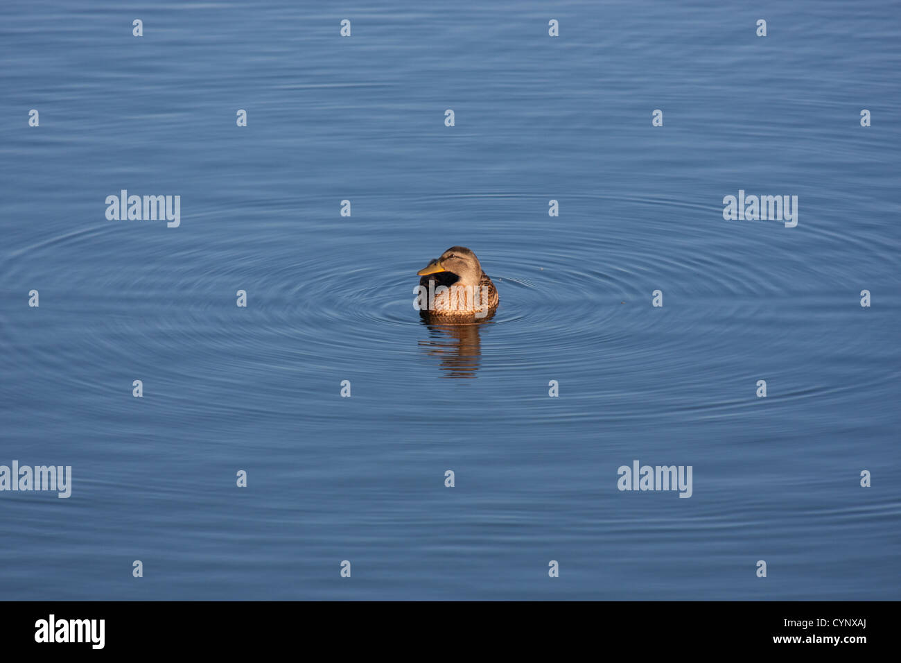 Mallard duck making water ripples Stock Photo - Alamy