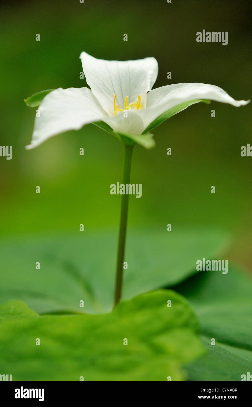 woodland wildflower western trillium growing in the under story of a ...