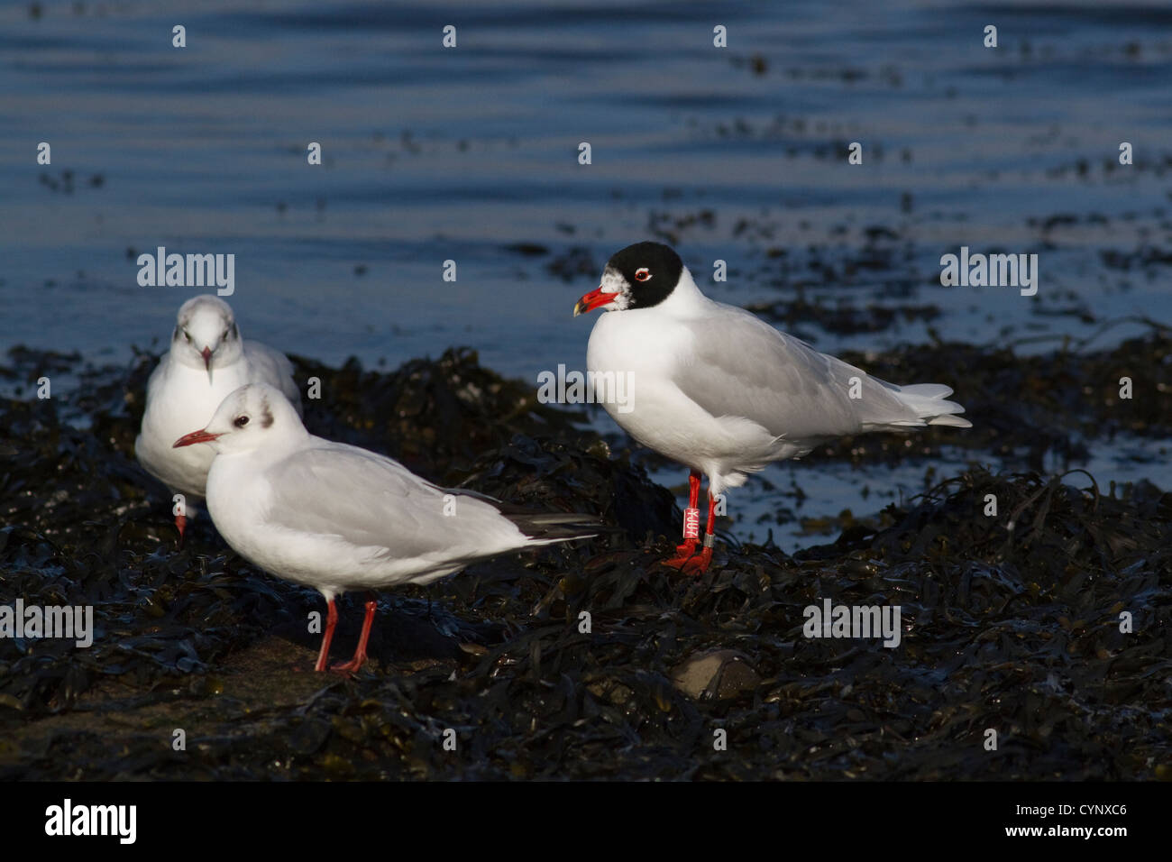 Mediterranean gulls uk hi-res stock photography and images - Alamy