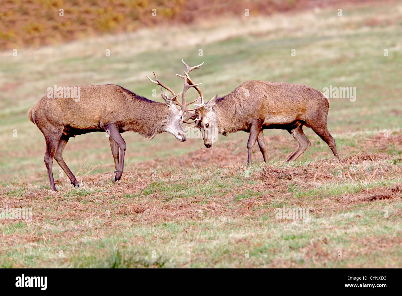 Juvenile red deer stag fighting Stock Photo - Alamy