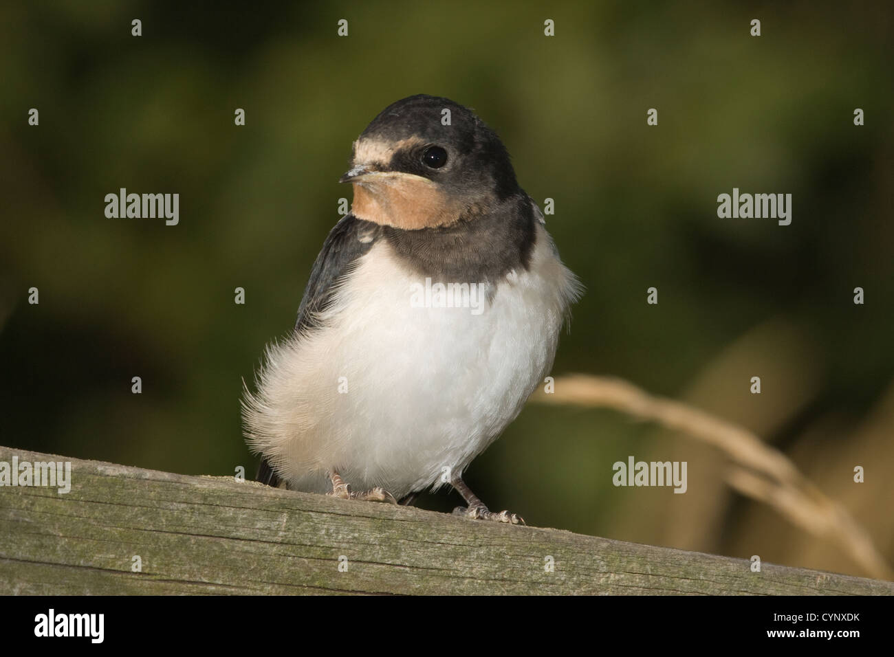 Juvenile swallow uk hi-res stock photography and images - Alamy