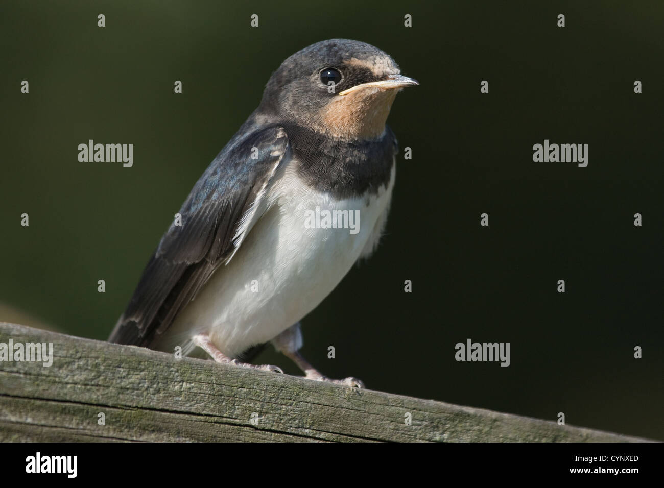 Swallow juvenile hi-res stock photography and images - Alamy