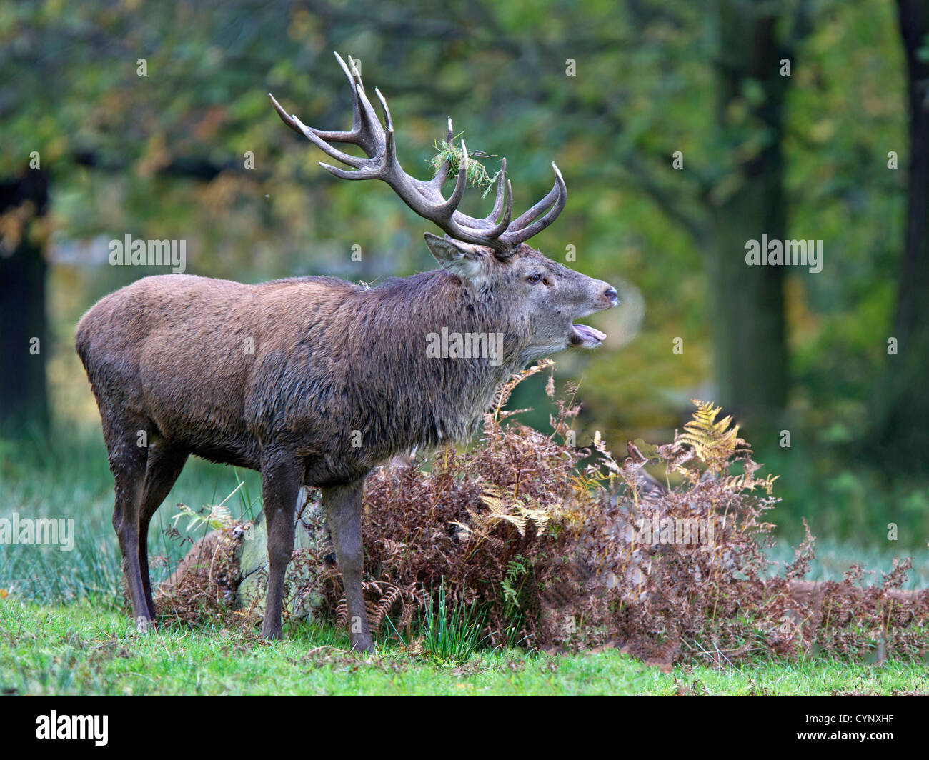 Red deer stag bellowing during rut Stock Photo - Alamy