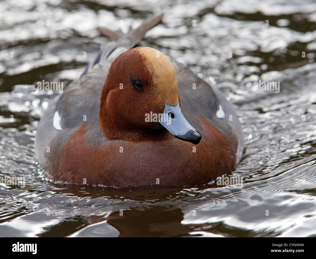 Male Wigeon High Resolution Stock Photography and Images - Alamy