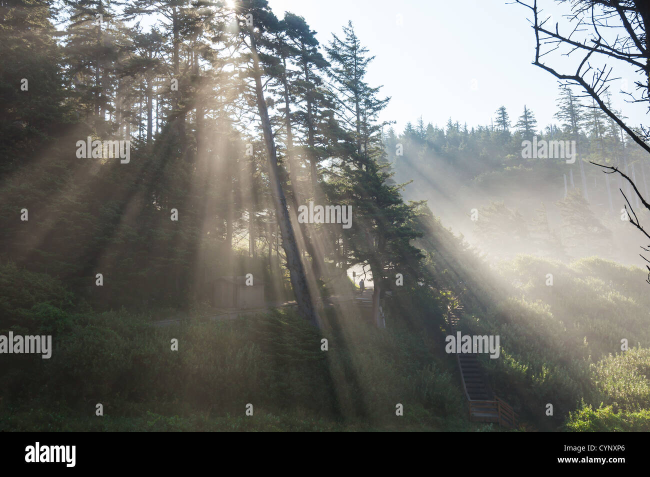 beams in forest Stock Photo - Alamy