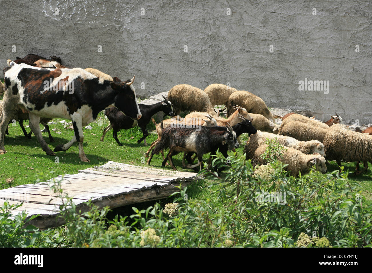 Herding cows, sheep and goats beside a small river in a farmers pasture ...