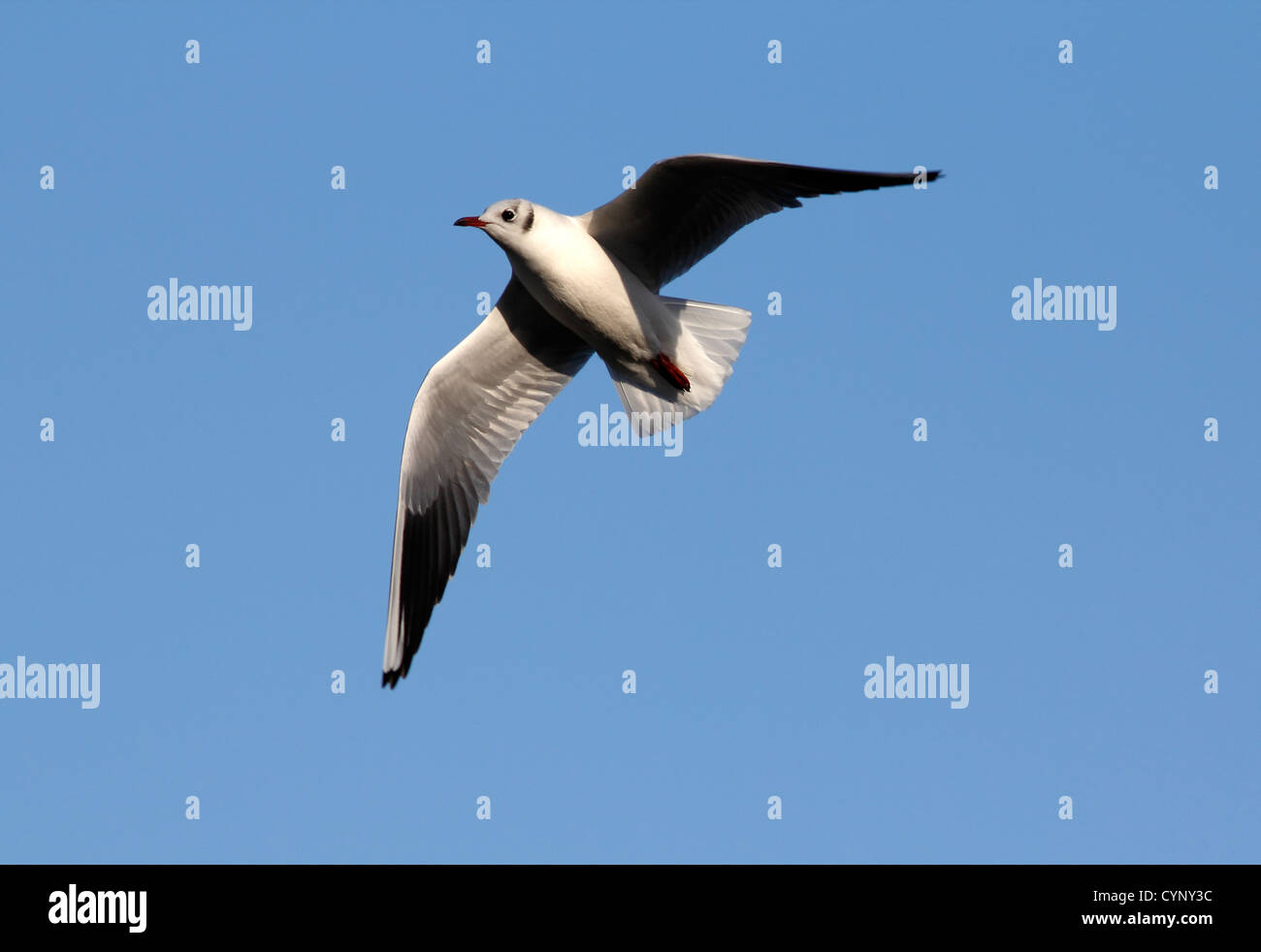 Black headed Gull in flight Stock Photo - Alamy