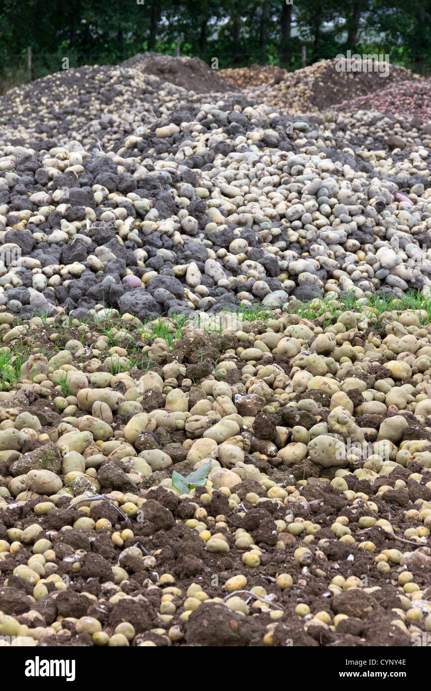 Blight damaged potatoes on a farm Stock Photo - Alamy