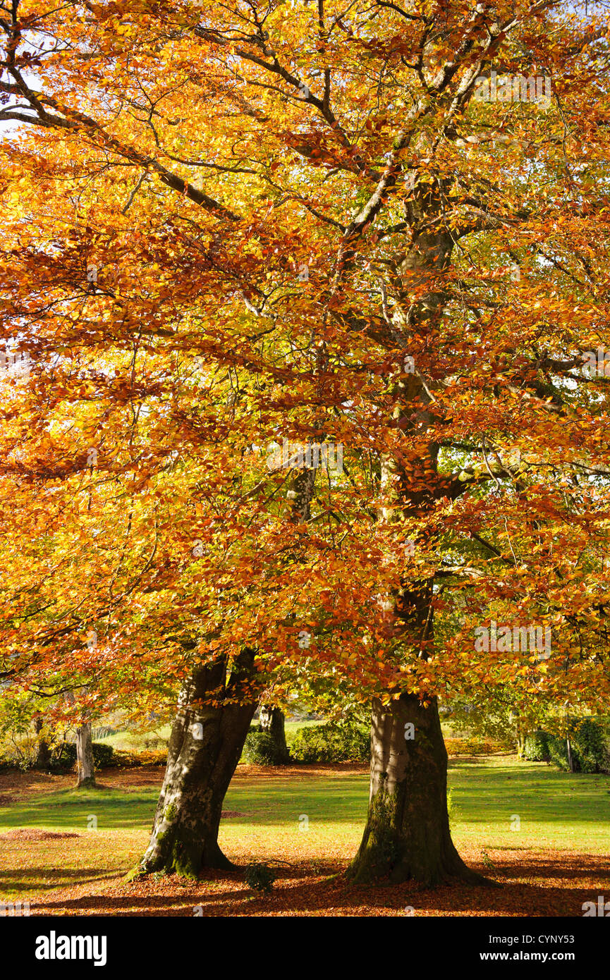beech tree in autumn Stock Photo - Alamy