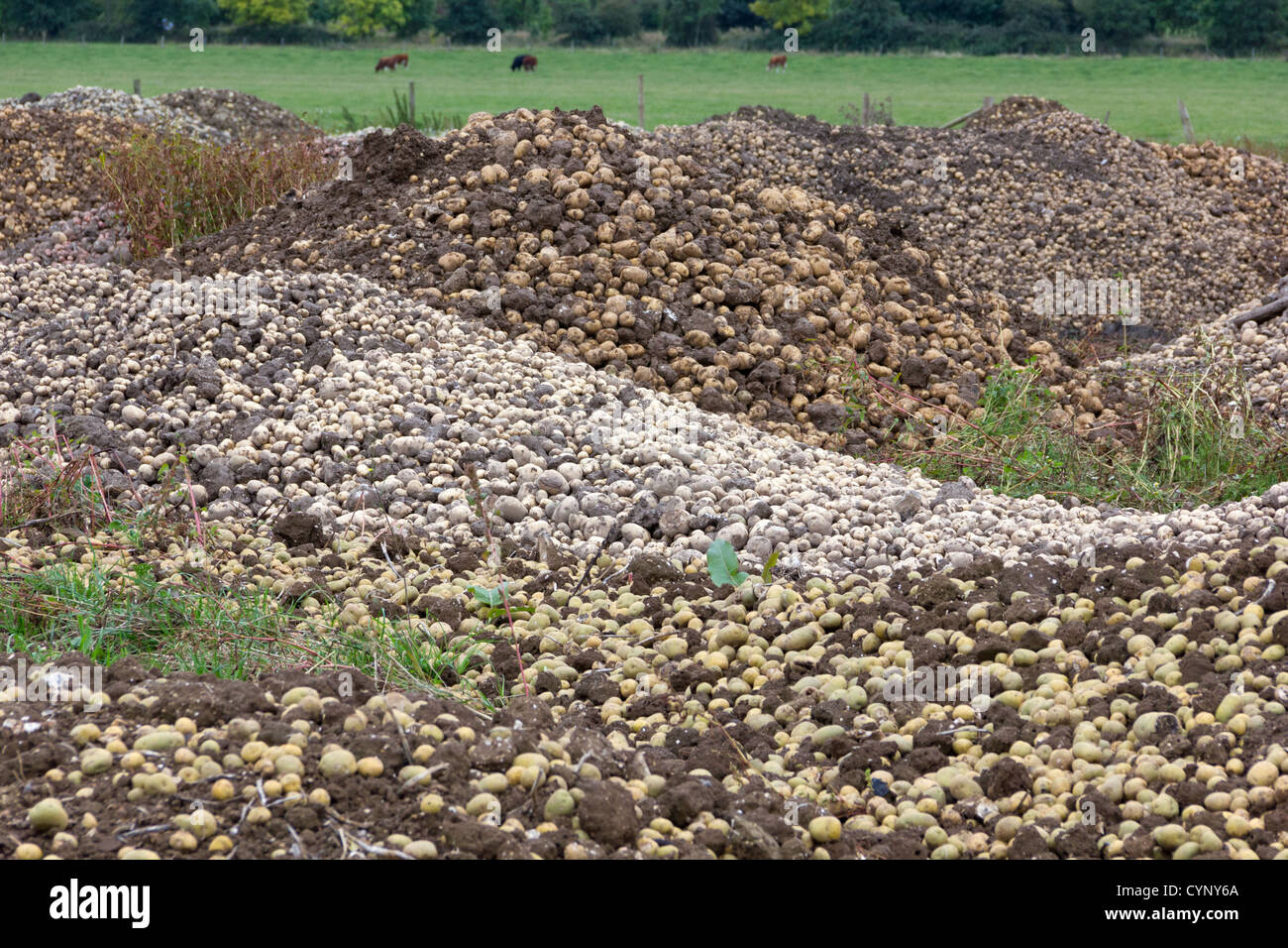 Abandoned blight damaged potatoes on a farm Stock Photo - Alamy