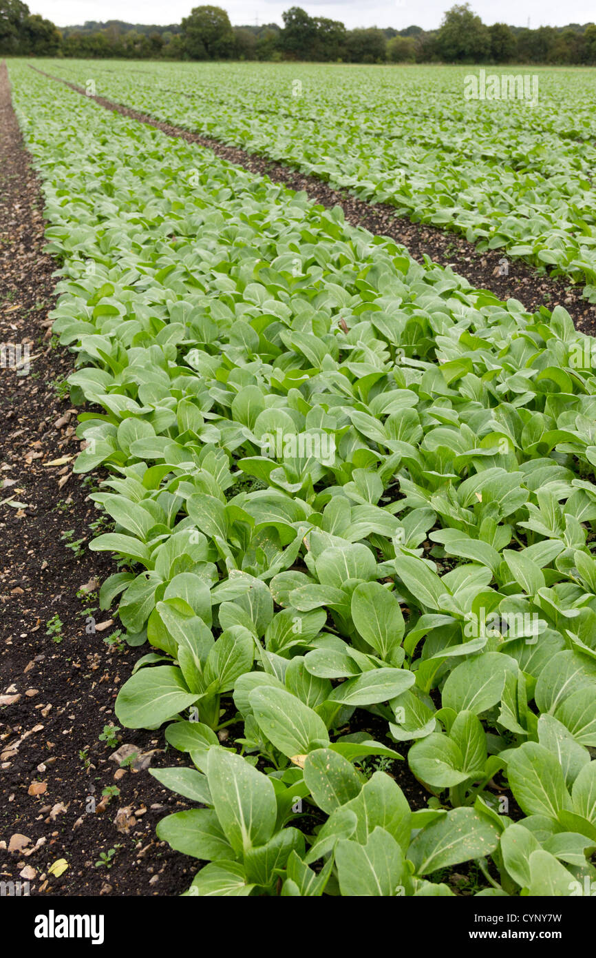 Pak Choi or Bok Choi plants on farm Stock Photo - Alamy