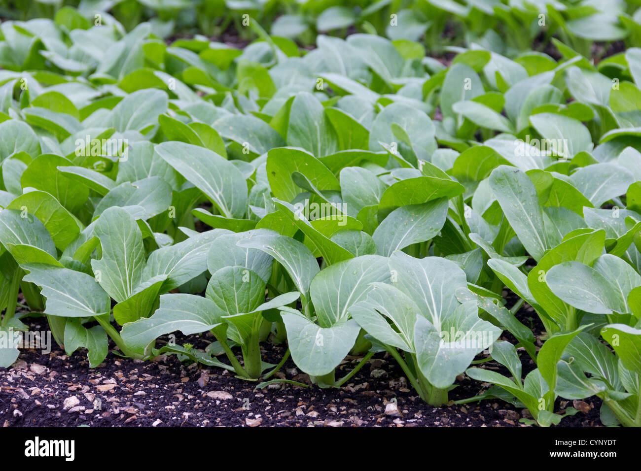 Pak Choi or Bok Choi Chinese cabbage plants Stock Photo - Alamy
